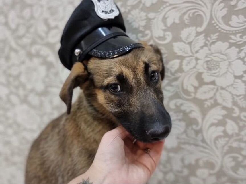 Супер удивительный щенок в добрые руки