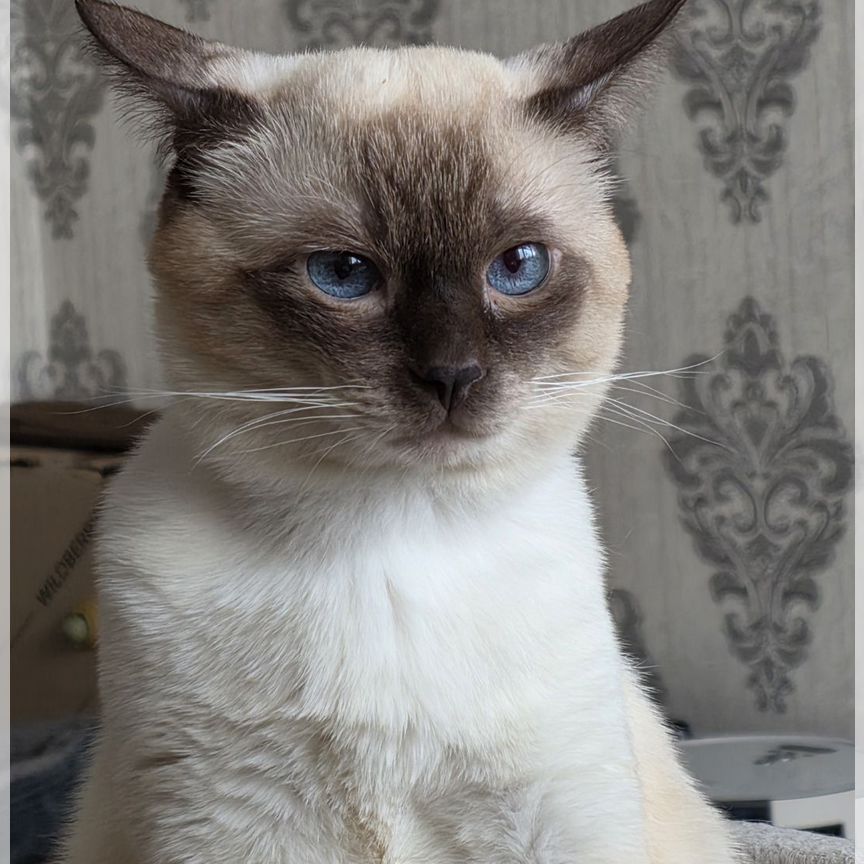 Тайский котёнок