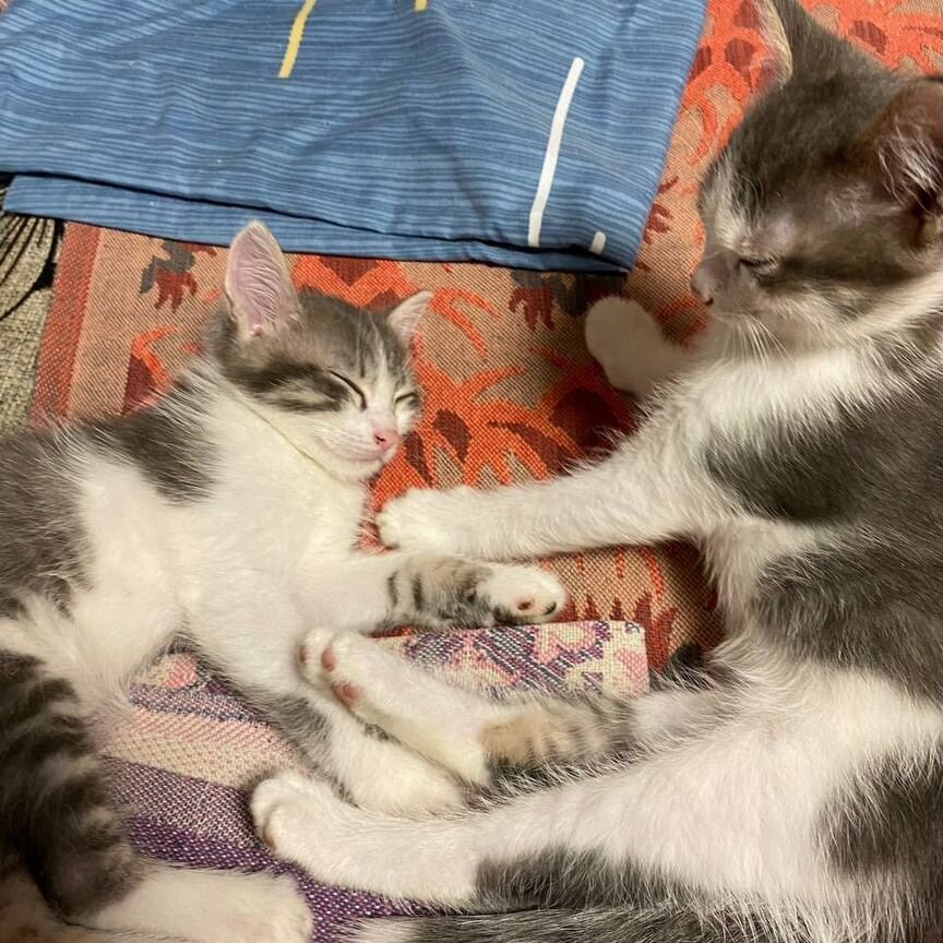 Котята в добрые руки