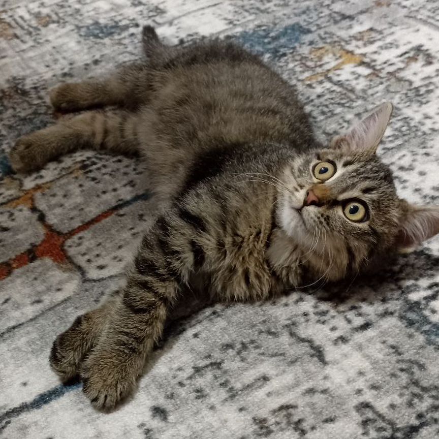 Котёнок в добрые руки