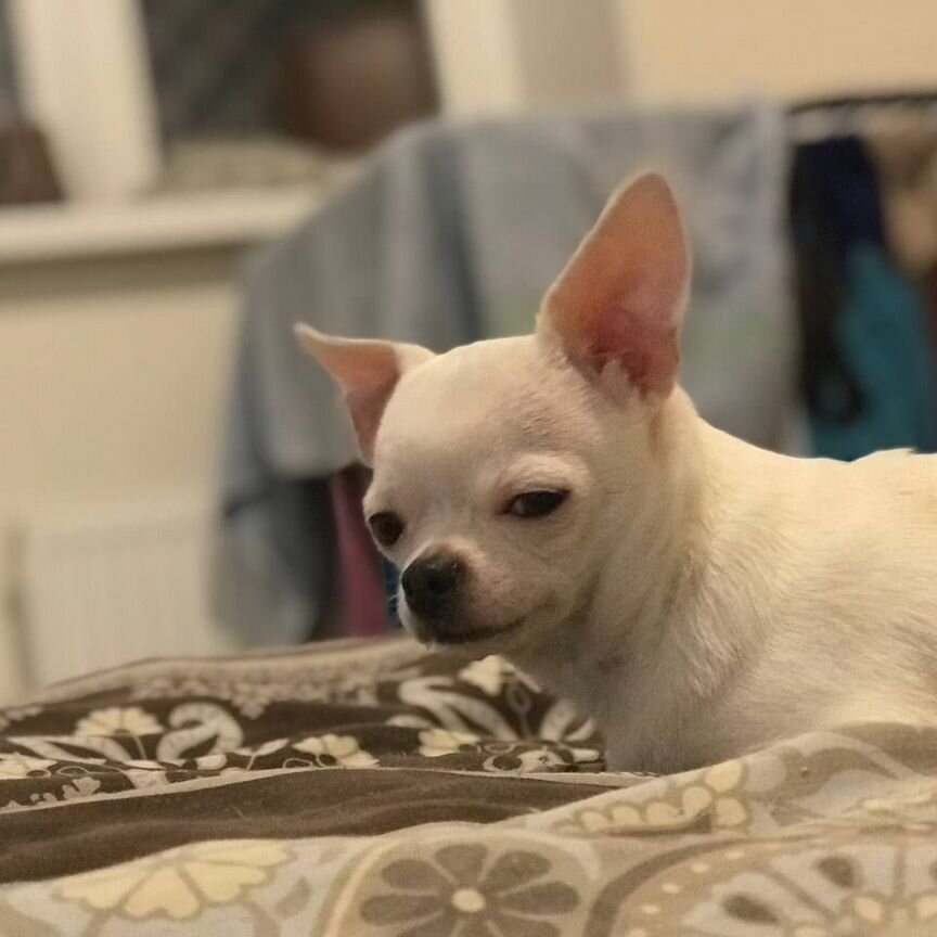 Собака ищет новый дом