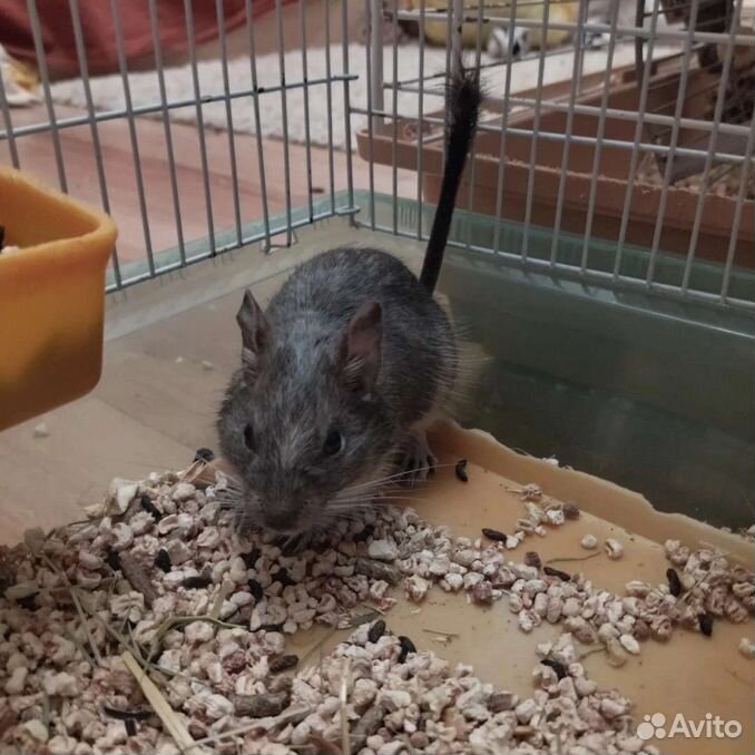 Цветные дегу