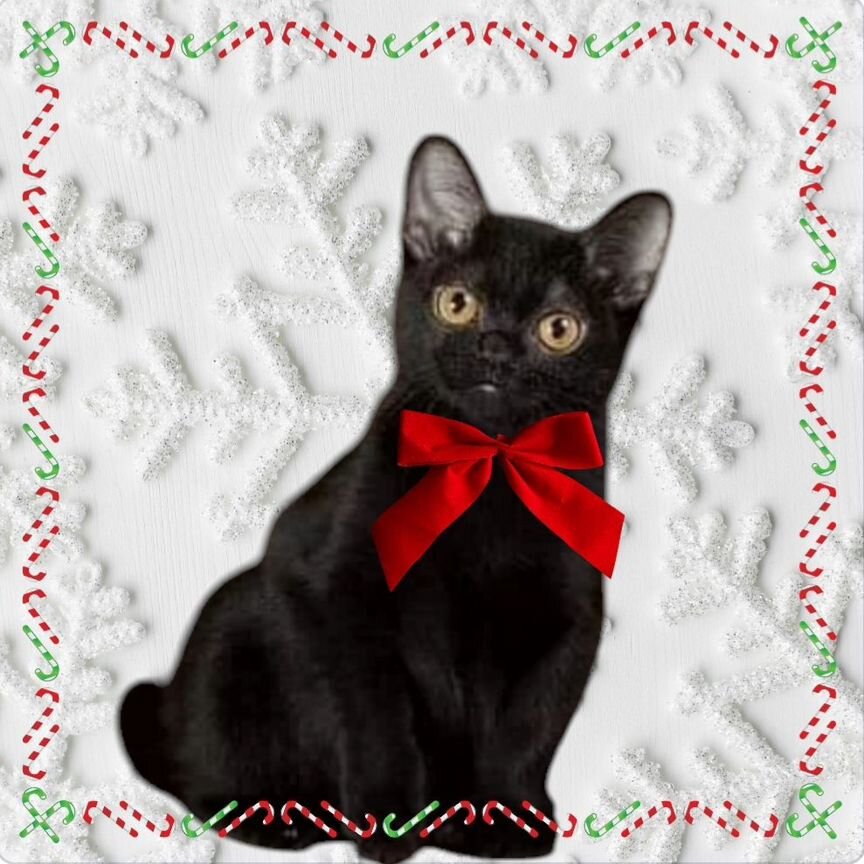 Бомбейские котята