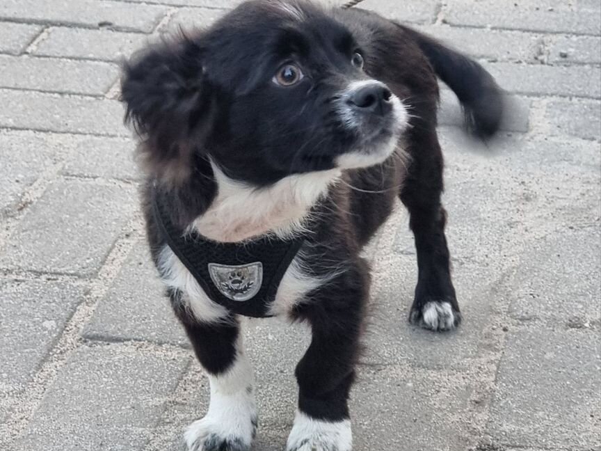 Щенок в добрые руки бесплатно маленькая порода