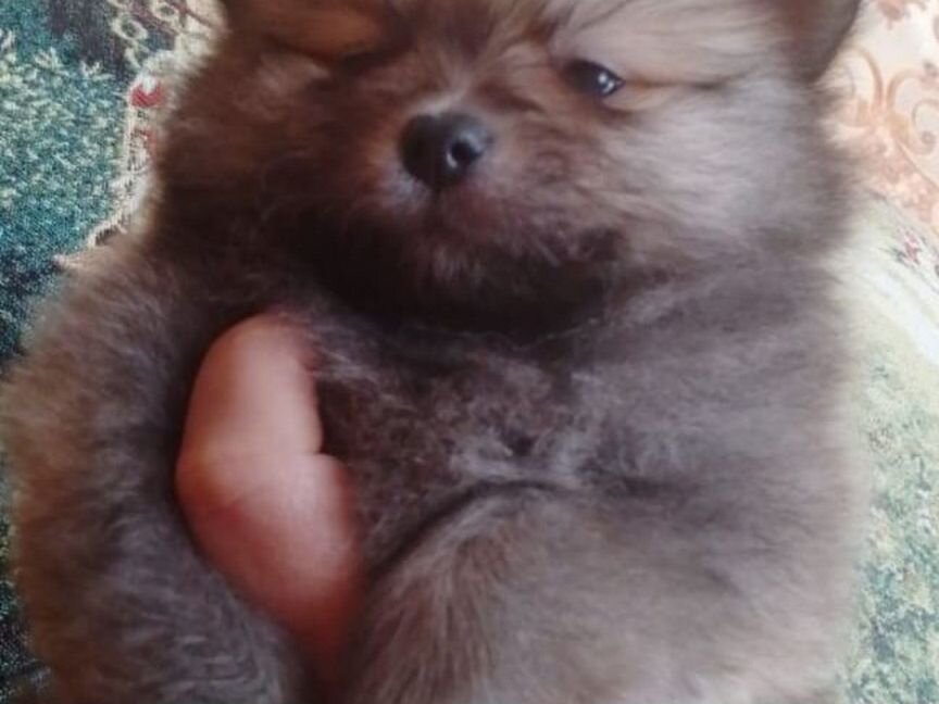 Пушистик шпиц