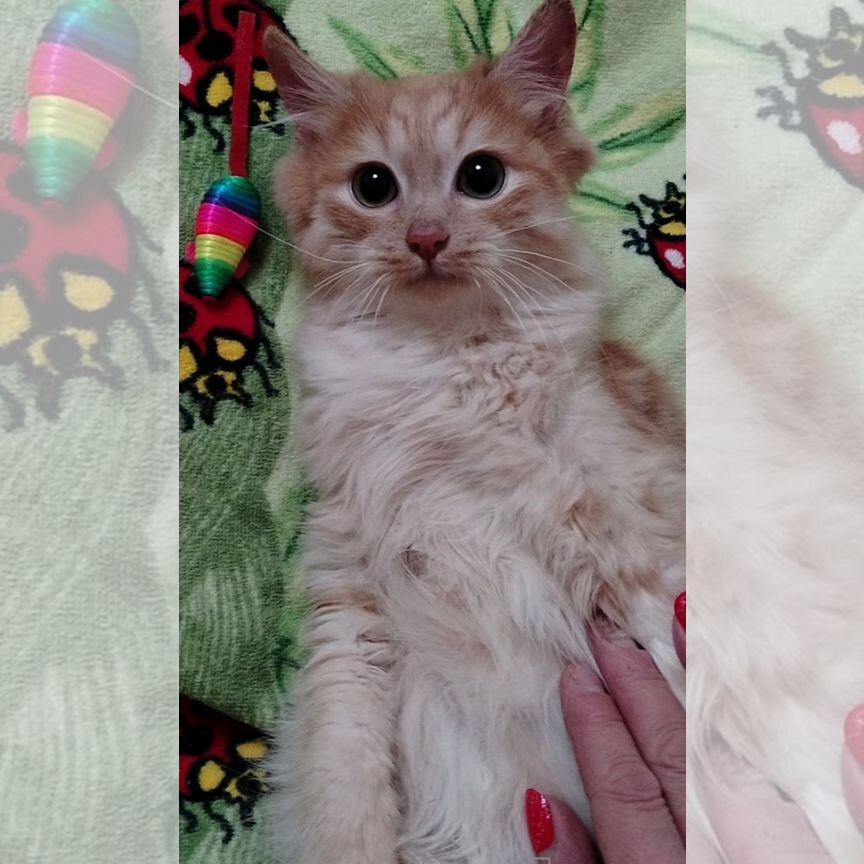 Рыжик мальчик