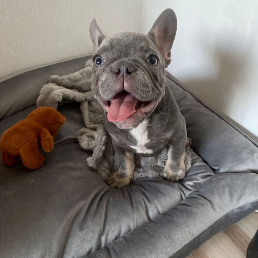 Французский бульдог