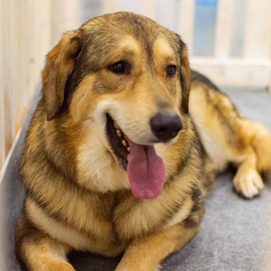 Малыш ищет дом