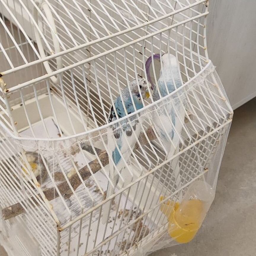 Волнистый попугай