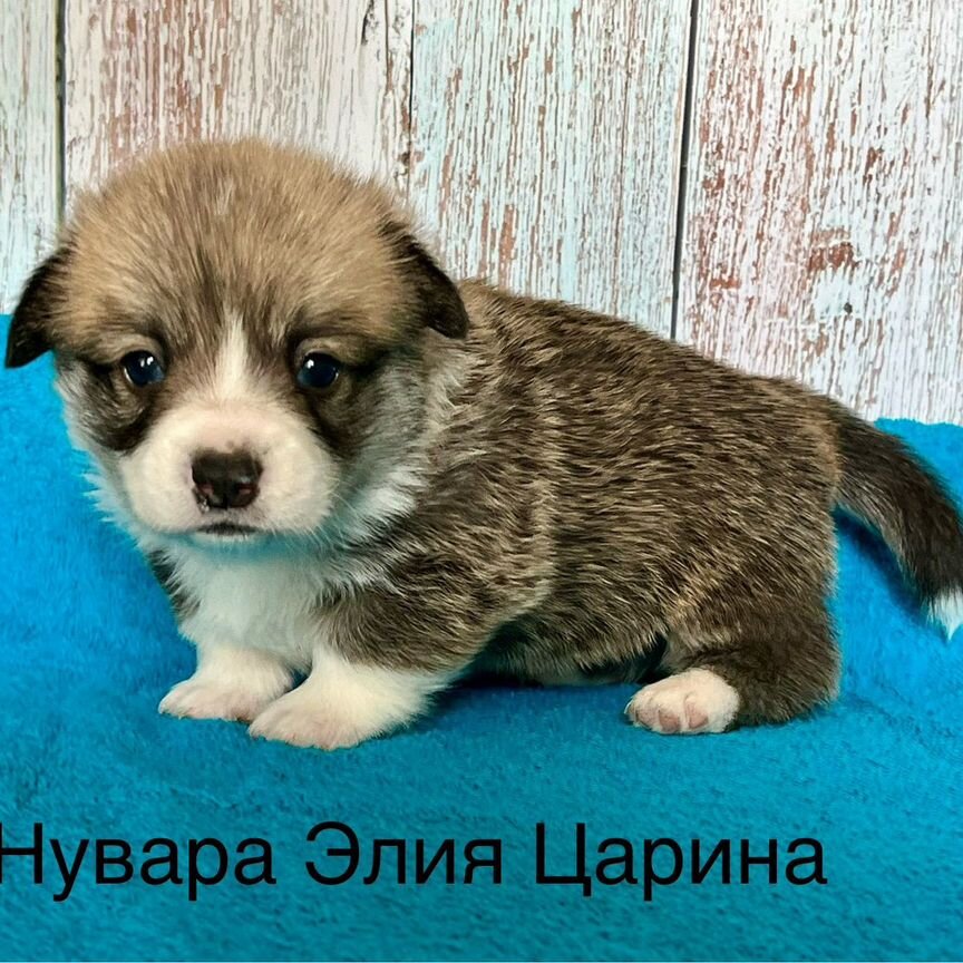 Вельш корги пемброк
