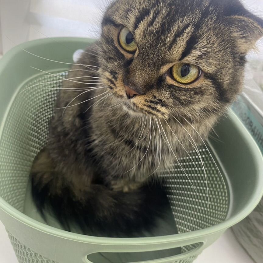 Шотландская вислоухая кошка бесплатно