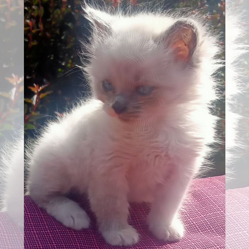 Сиамский котёнок-мальчик