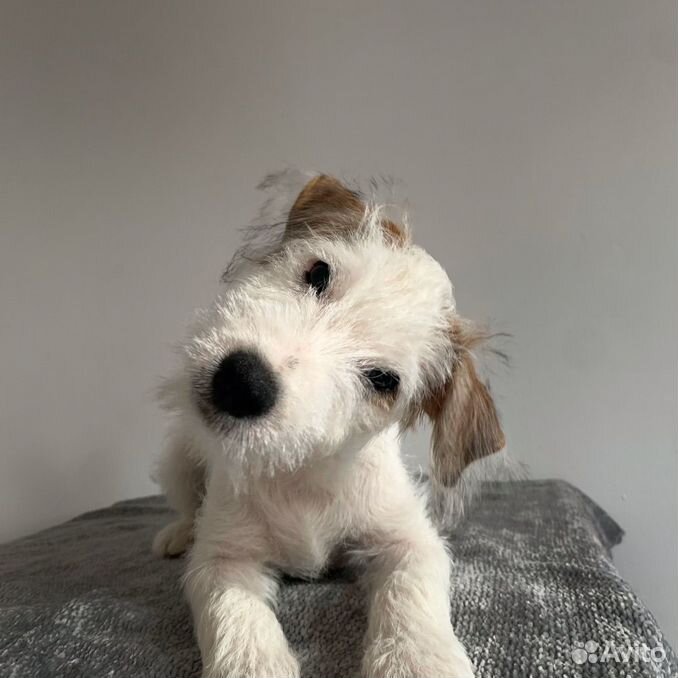 Щенки парсон рассел терьера