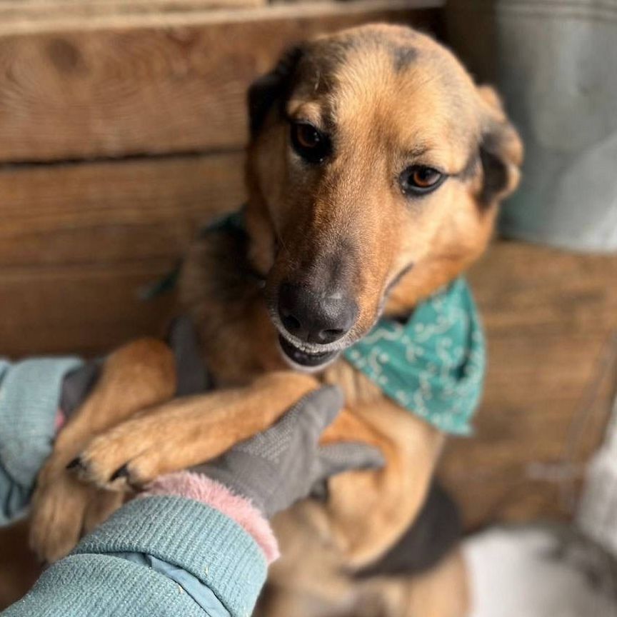 Взрослый пёс в добрые руки