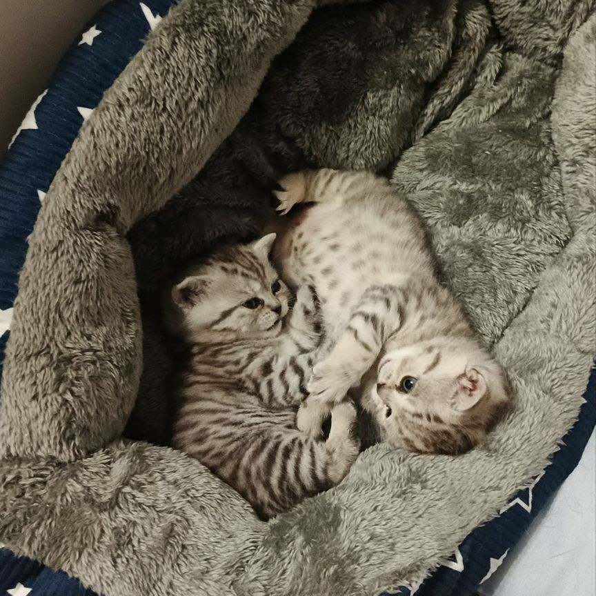Британские котята