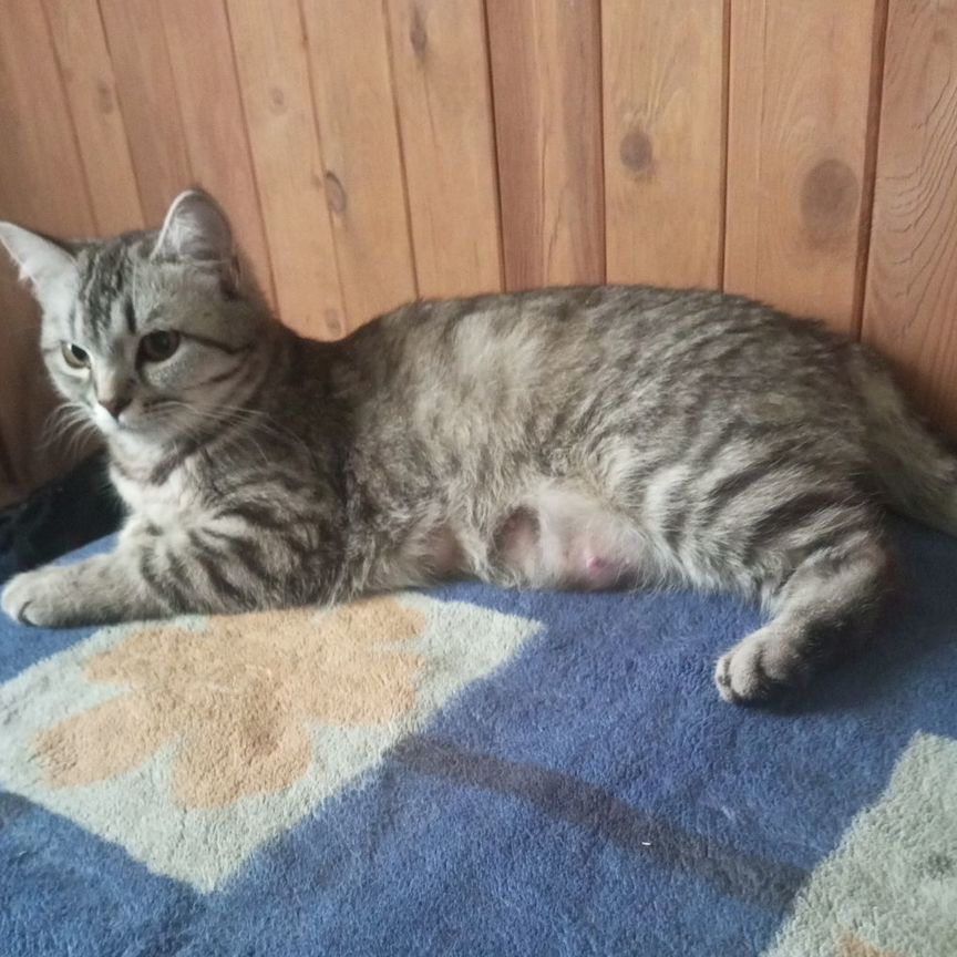 Отдам в добрые руки котят, остался мальчика