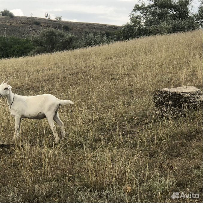 Козы и козлята продажа