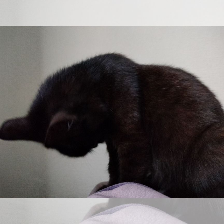 Кошка