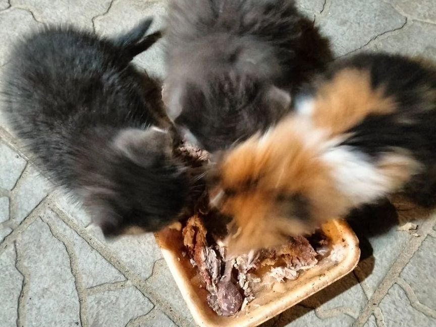 Котята в добрые руки