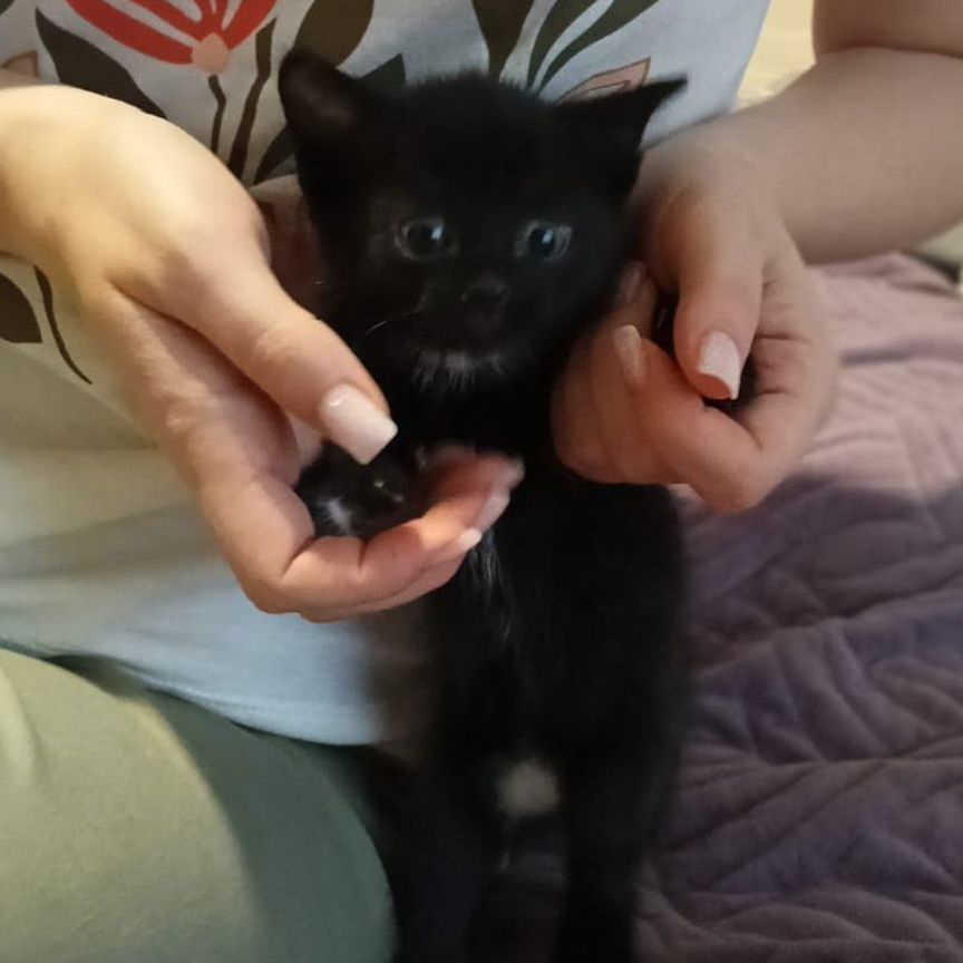Котёнок в добрые руки