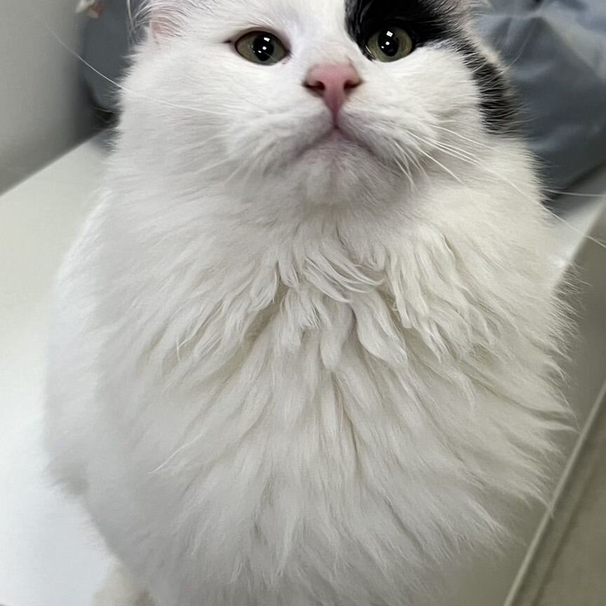 Котенок ищет родителей