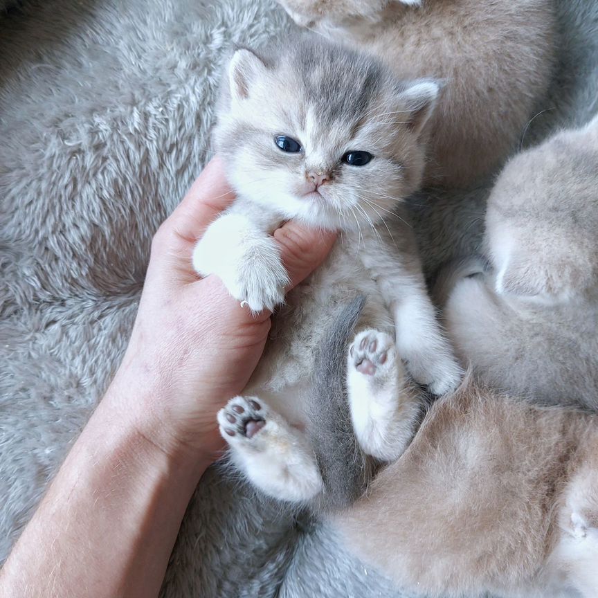 Британские котята