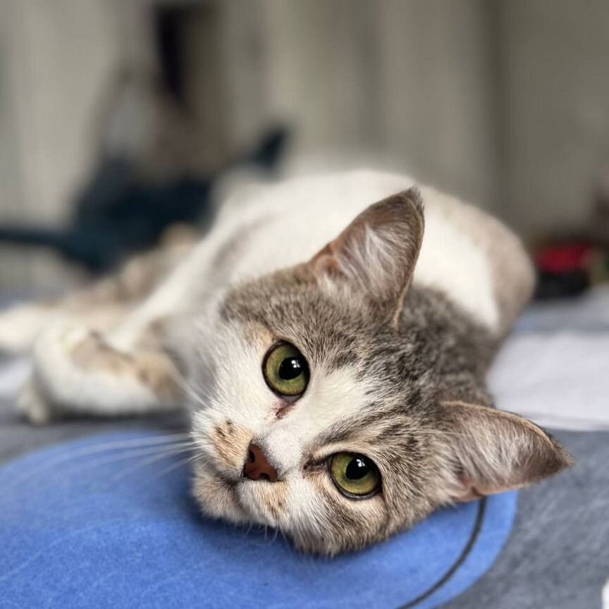 Шиншилла кошка 4-5лет