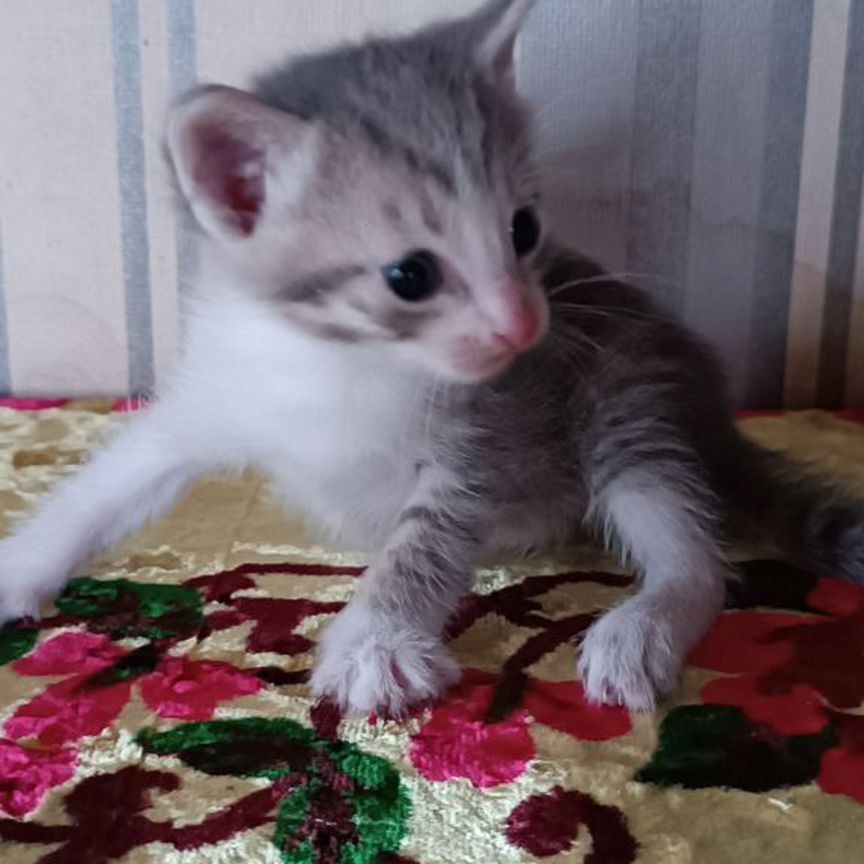 Котенок девочка