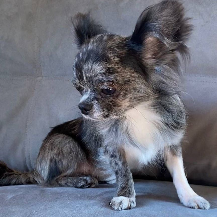 Чихуахуа мраморный