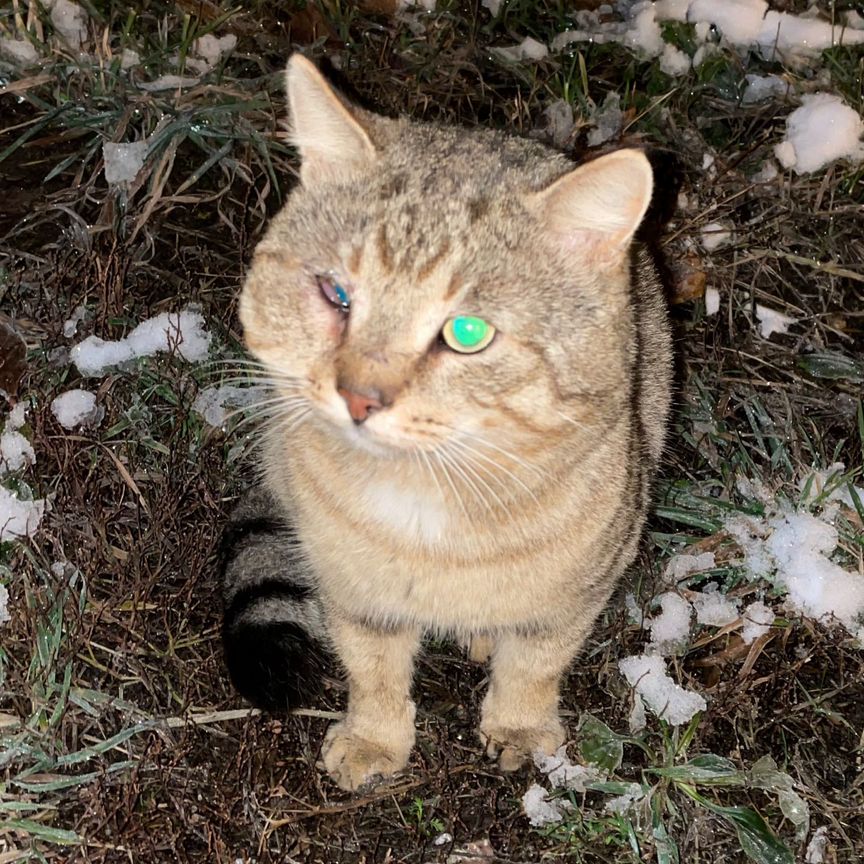 Больной котик в красном селе ждет помощи