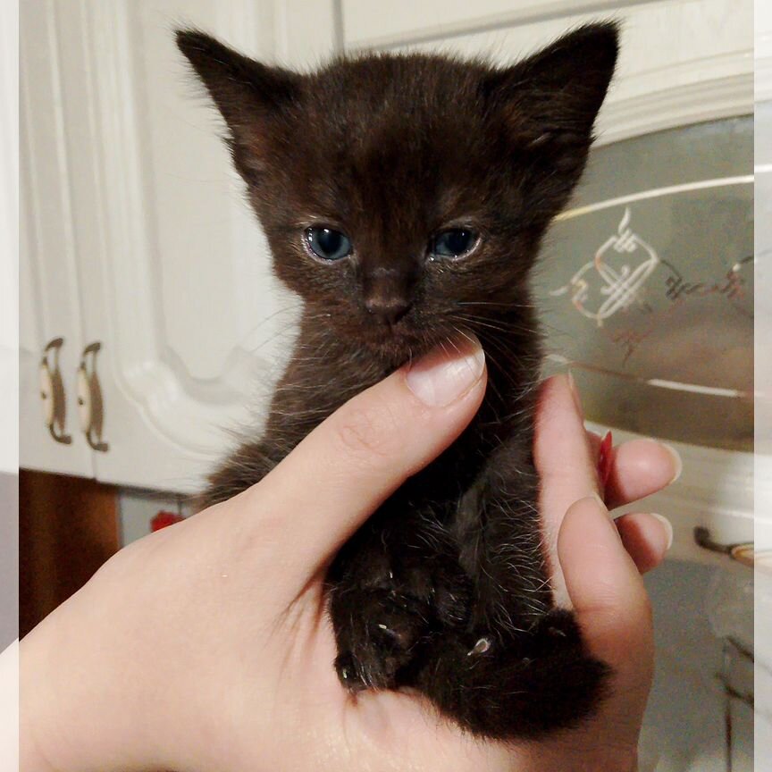 Котёнок в добрые руки
