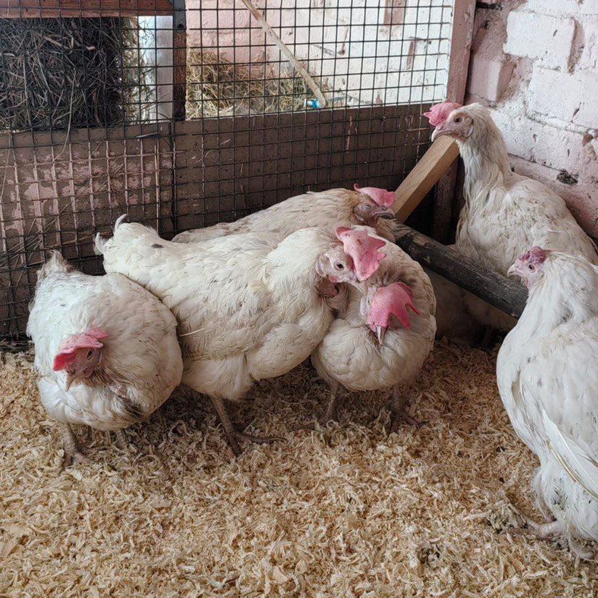 Курицы несушки домашние
