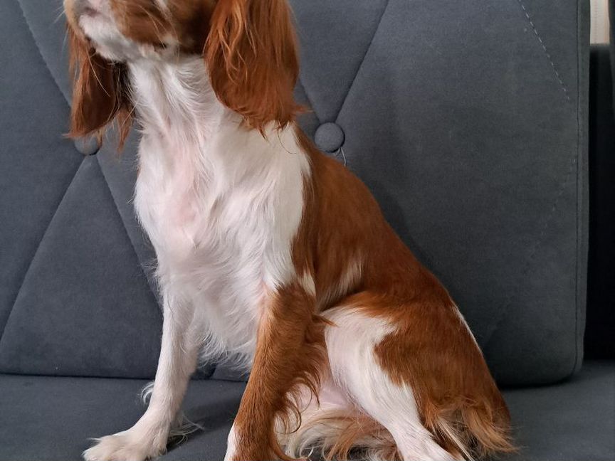 Кинг чарльз спаниель