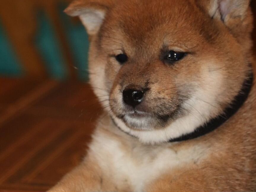 Щенки сиба ину