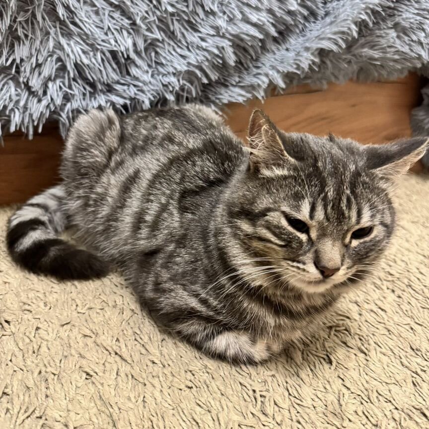 Отдам кота в добрые руки