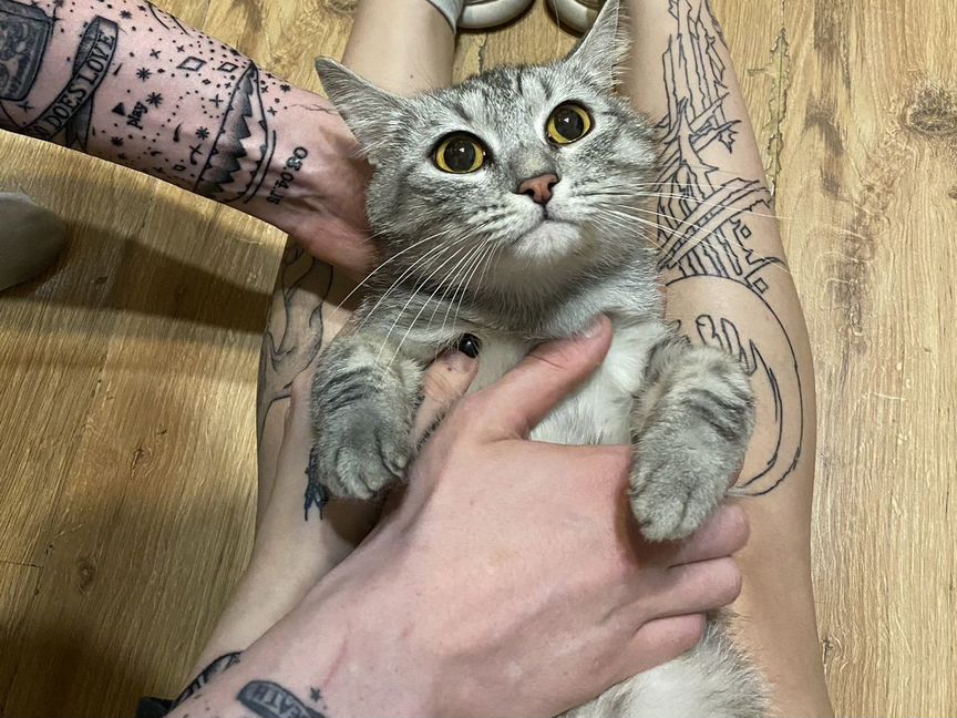 Котик В добрые руки