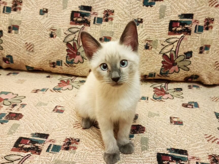 Котята сноу-шу 2,5 мес
