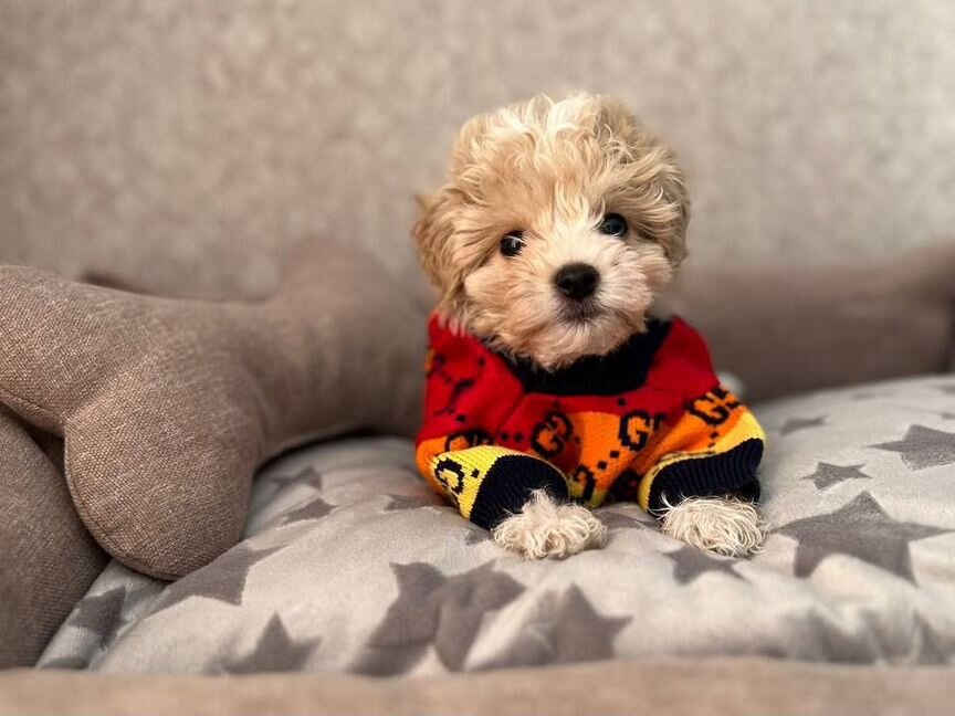 Мальтипу F1 mini мальчик