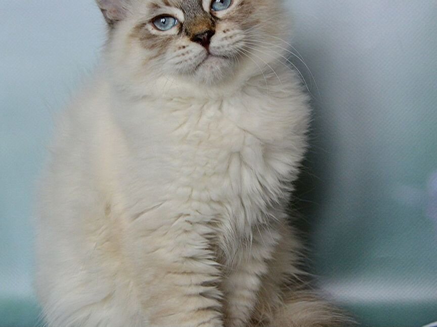 Невские котята с документами