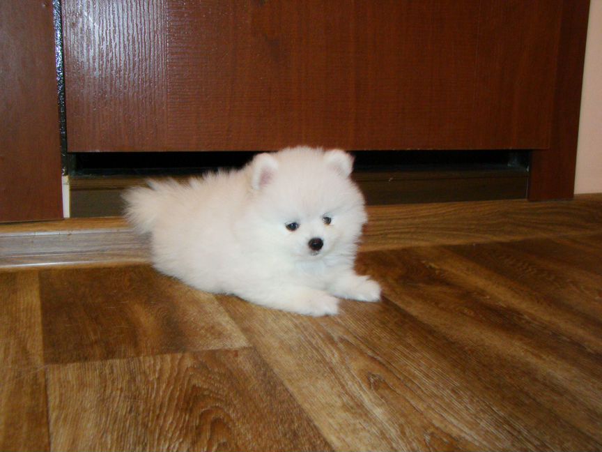 Шпиц красивая девочка