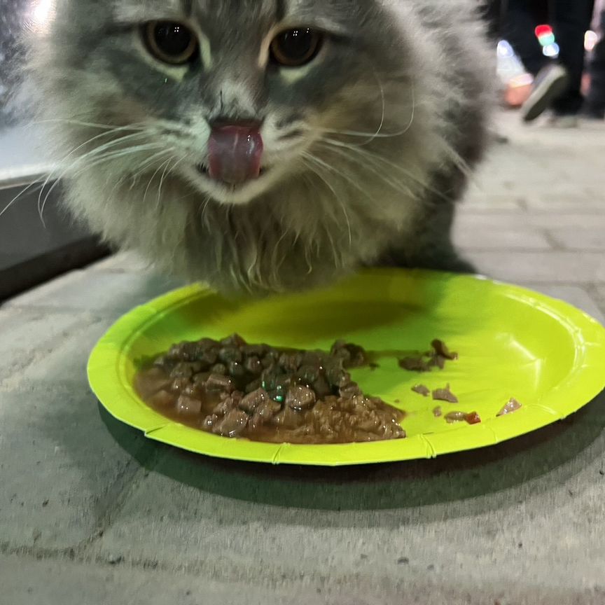 Котик пушистый на улице