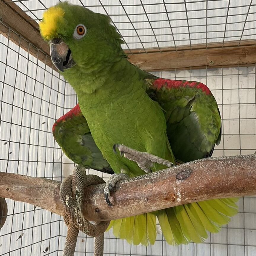 Венесуэльский амазон Каркуша