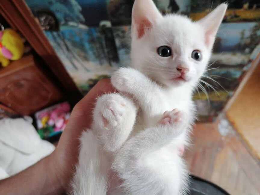 Британские котята