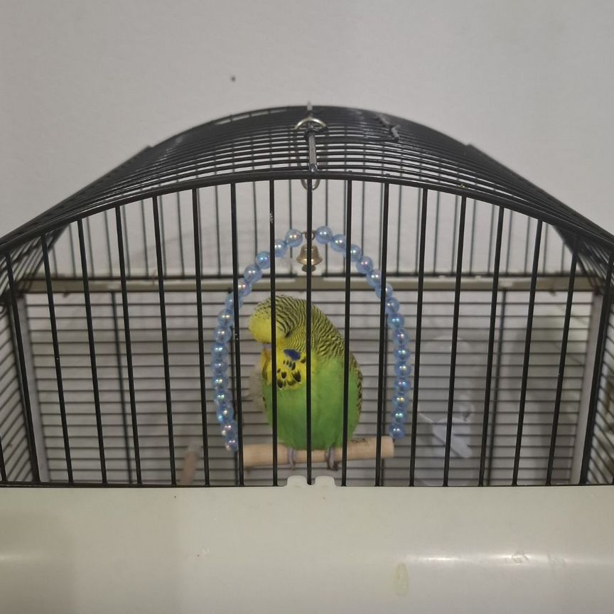 Попугай Ввп чех птенец