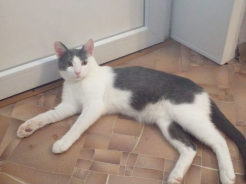 Котенок подросток
