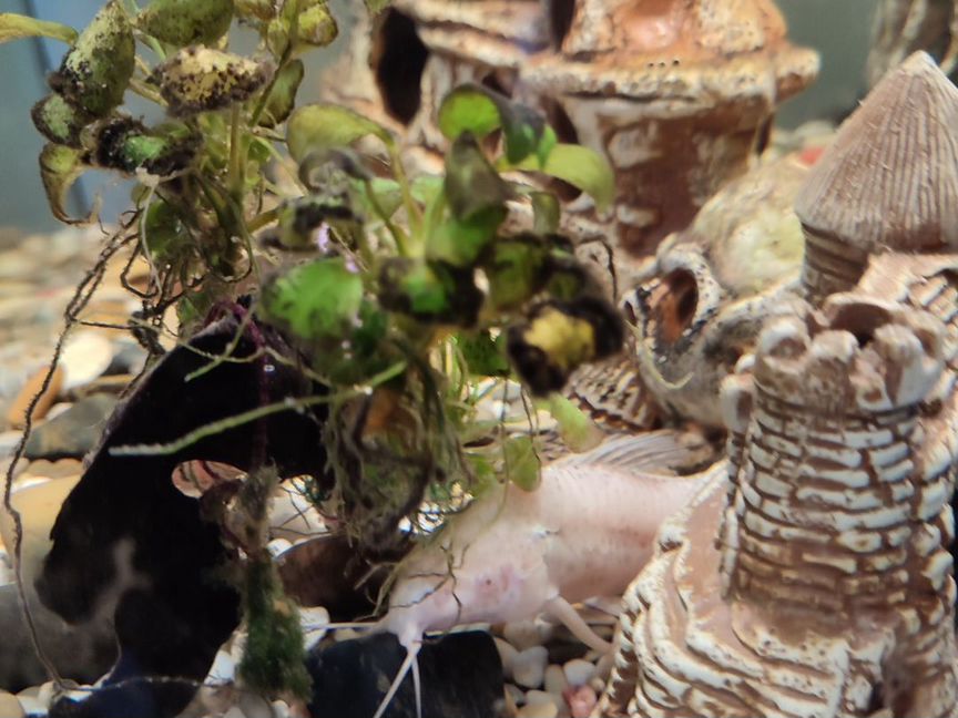 Сомик таракатум