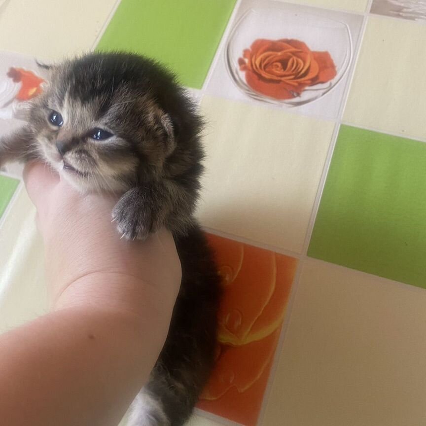 Шотландские шиншилята