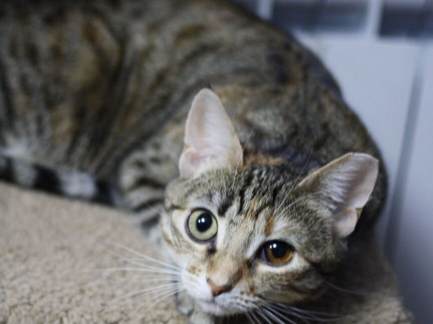 Кошки в добрые руки бесплатно отдам