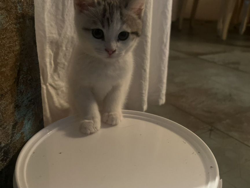 Котята