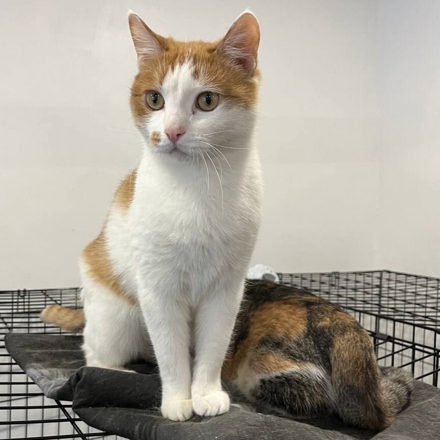 Взрослый кот в добрые руки